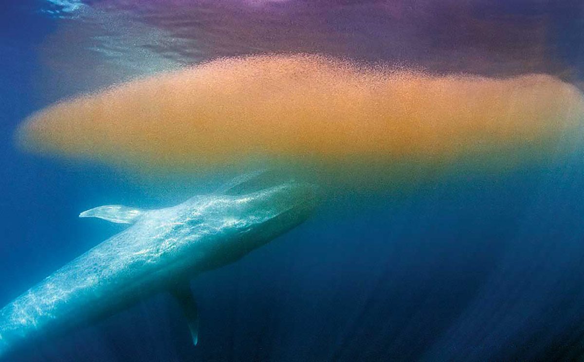 Blue Whales: Titans That Shape the Ocean, in Life and Death | FountBeyond